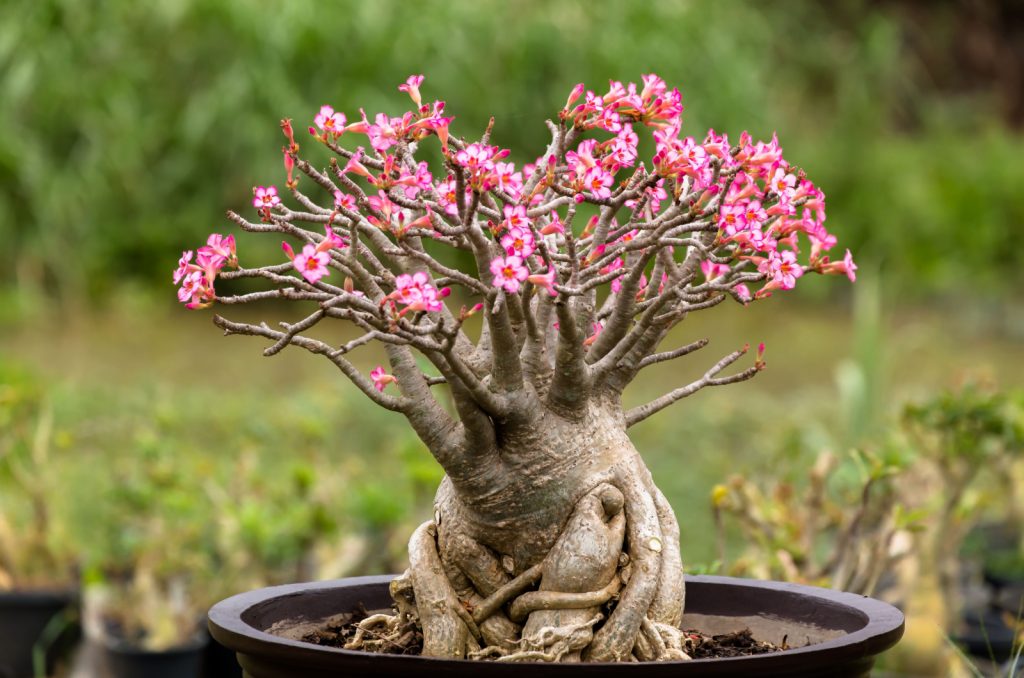 How To Grow And Care For Desert Rose Succulents