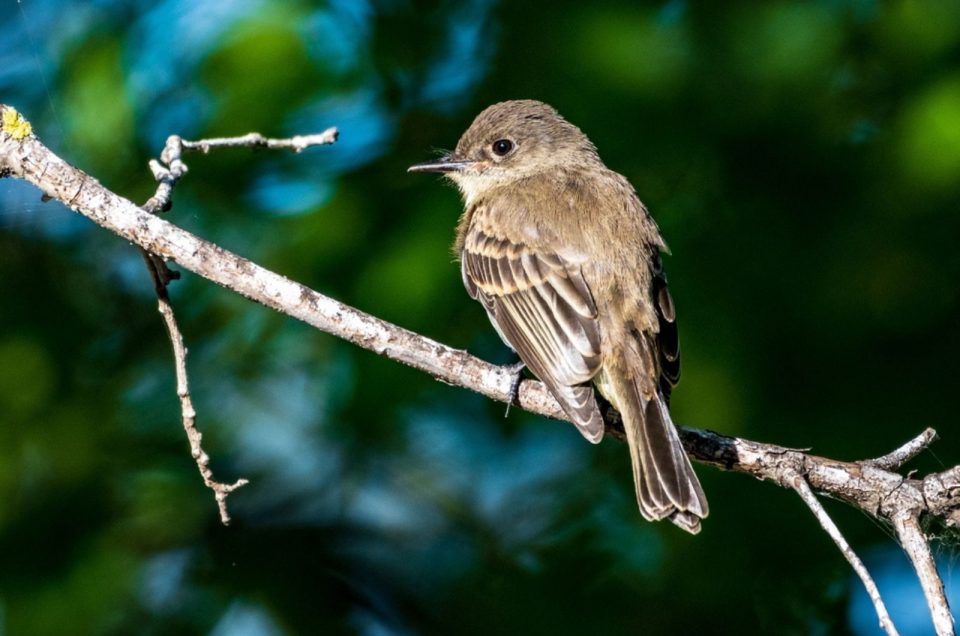 Attract These 16 Mosquito-Eating Birds To Your Garden