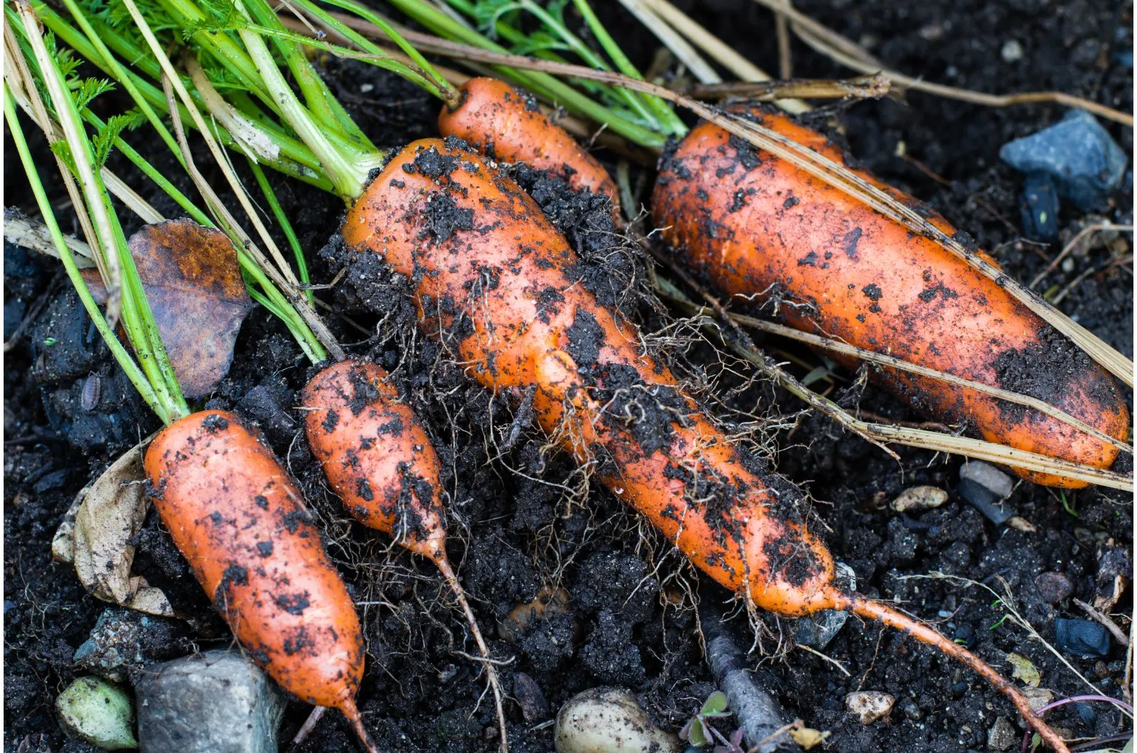 The Latest USDA Plant Hardiness Map Changes How, What, And When We Grow