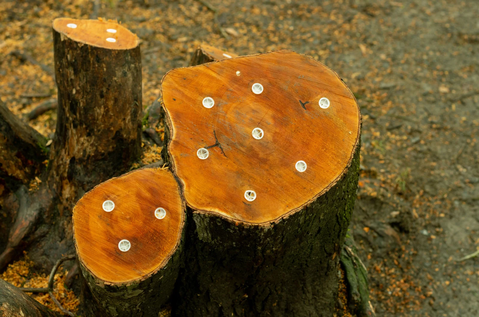 8 Steps Of Removing Invasive Shrubs From Your Garden