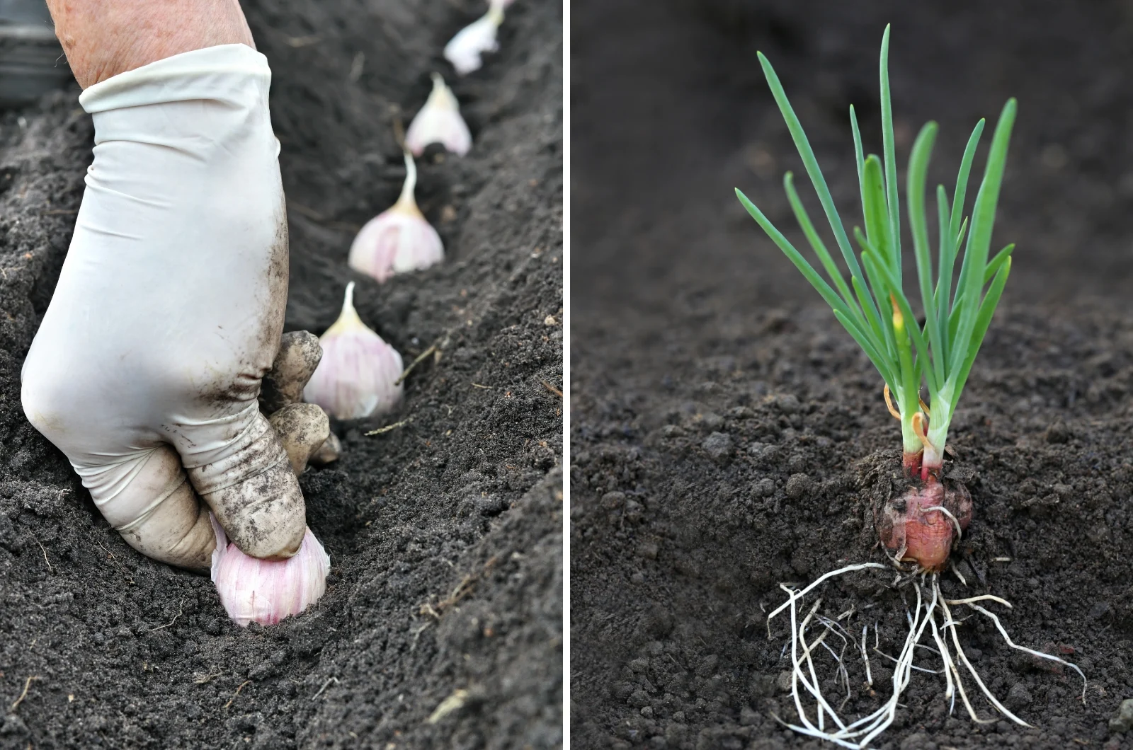 15 Vegetables You Should Never Plant Together