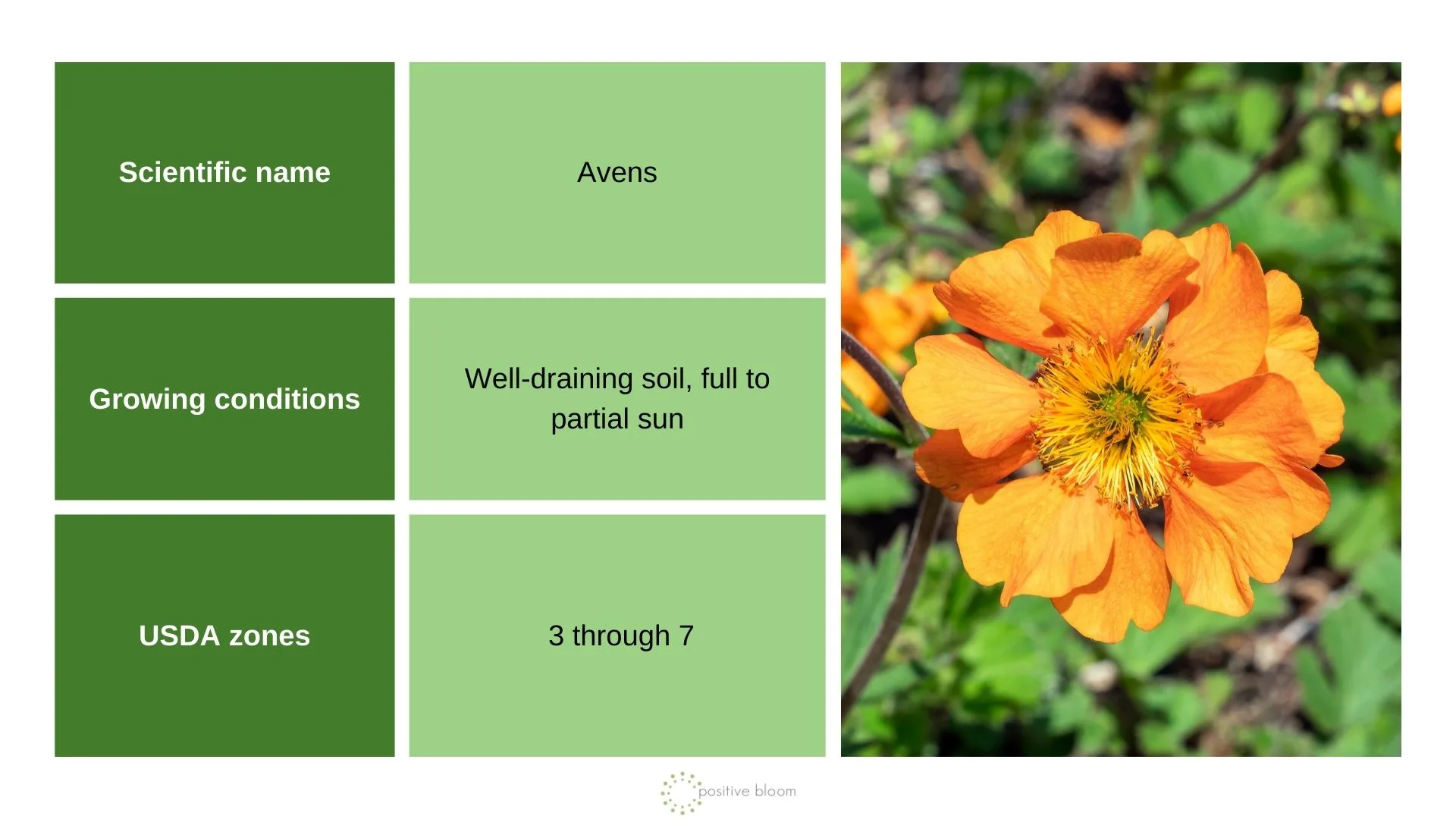 9 Spring-blooming Perennials To Grow For Early Blossoms In The Spring