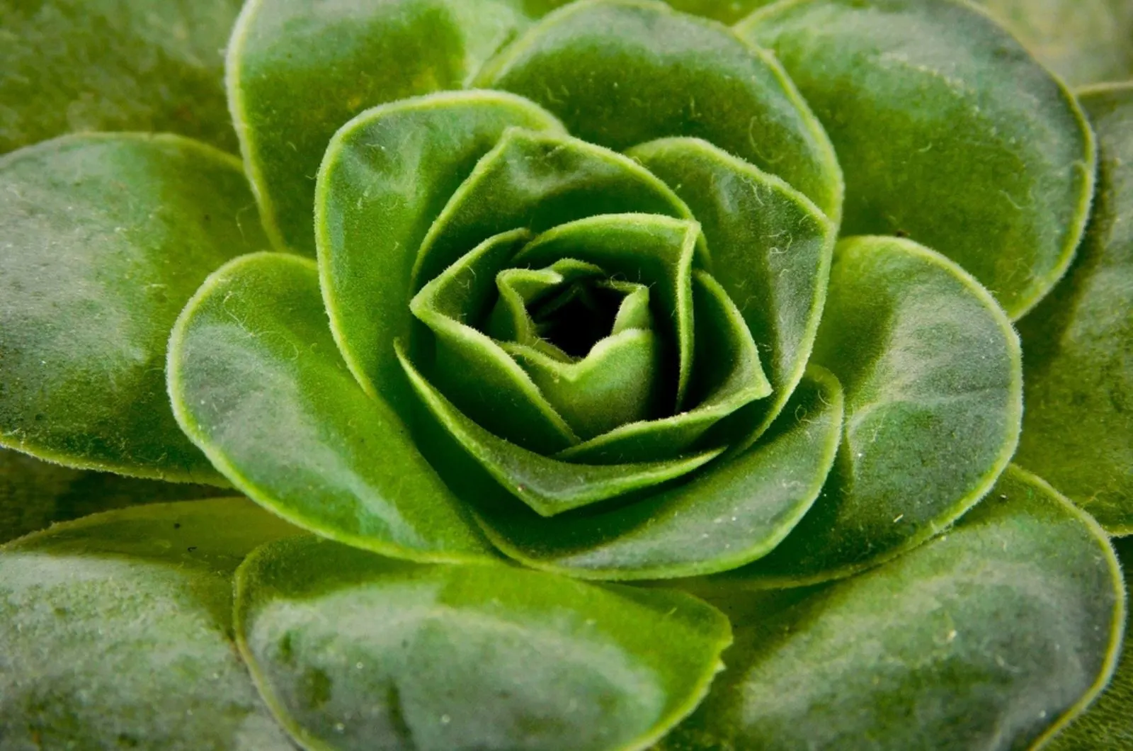 Exploring The Irresistible Charm Of Rose Succulents