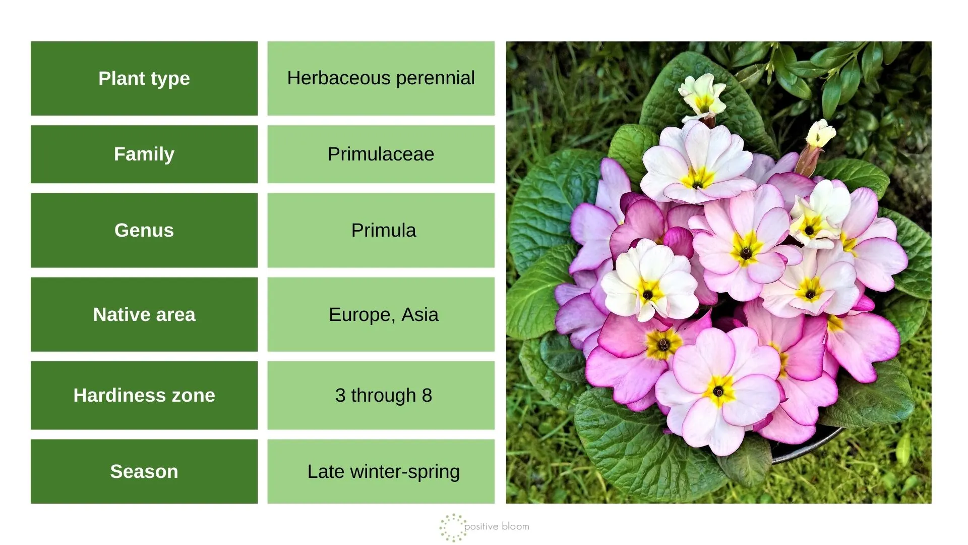 How To Plant And Grow Primrose Flowers