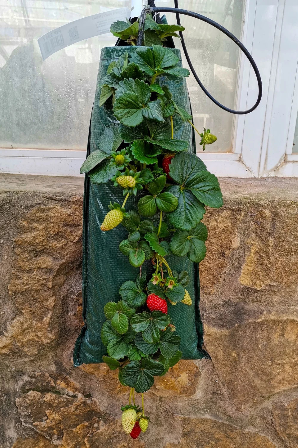 10 Ingenious Ways To Grow Strawberries