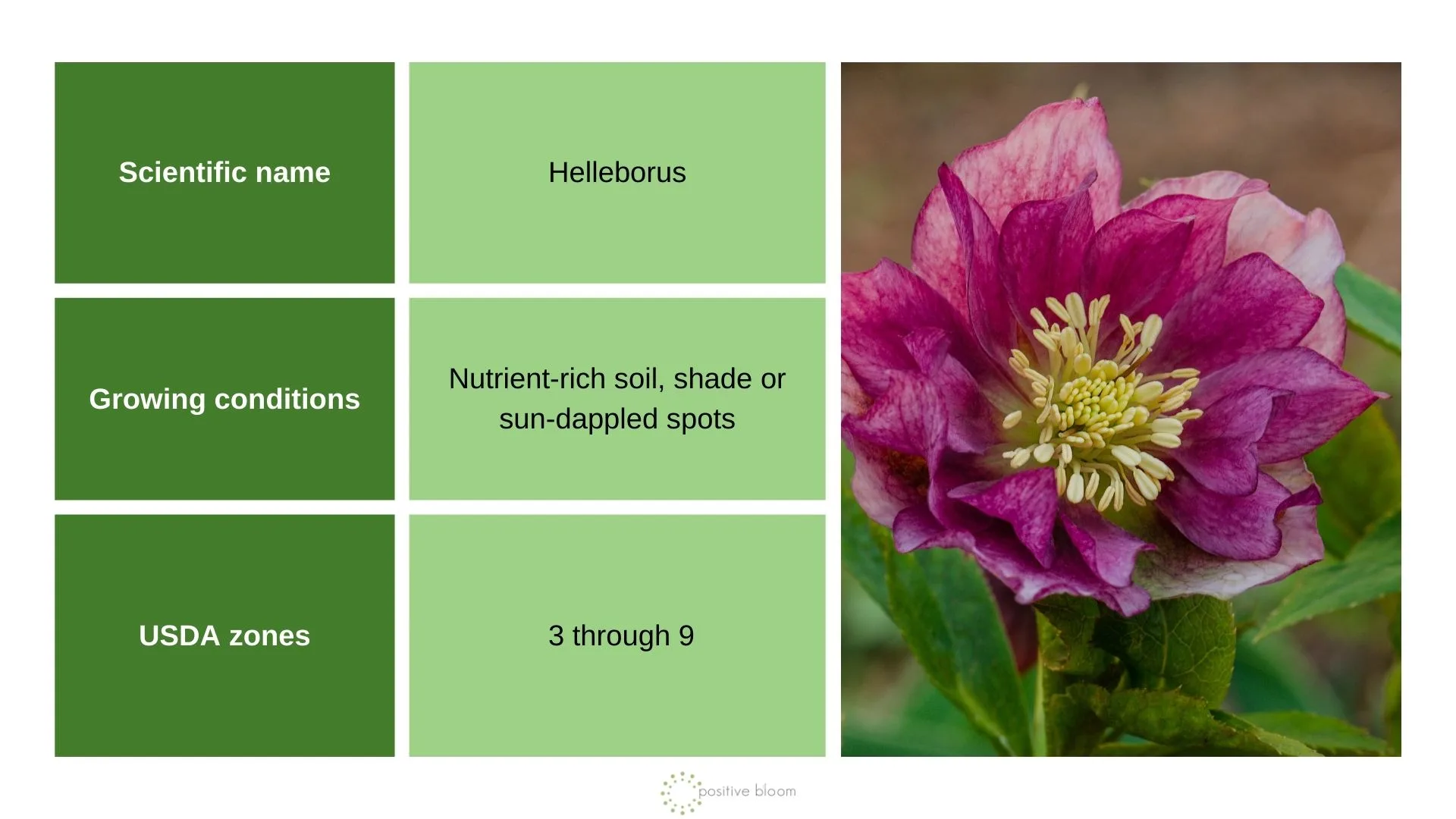 9 Spring-blooming Perennials To Grow For Early Blossoms In The Spring