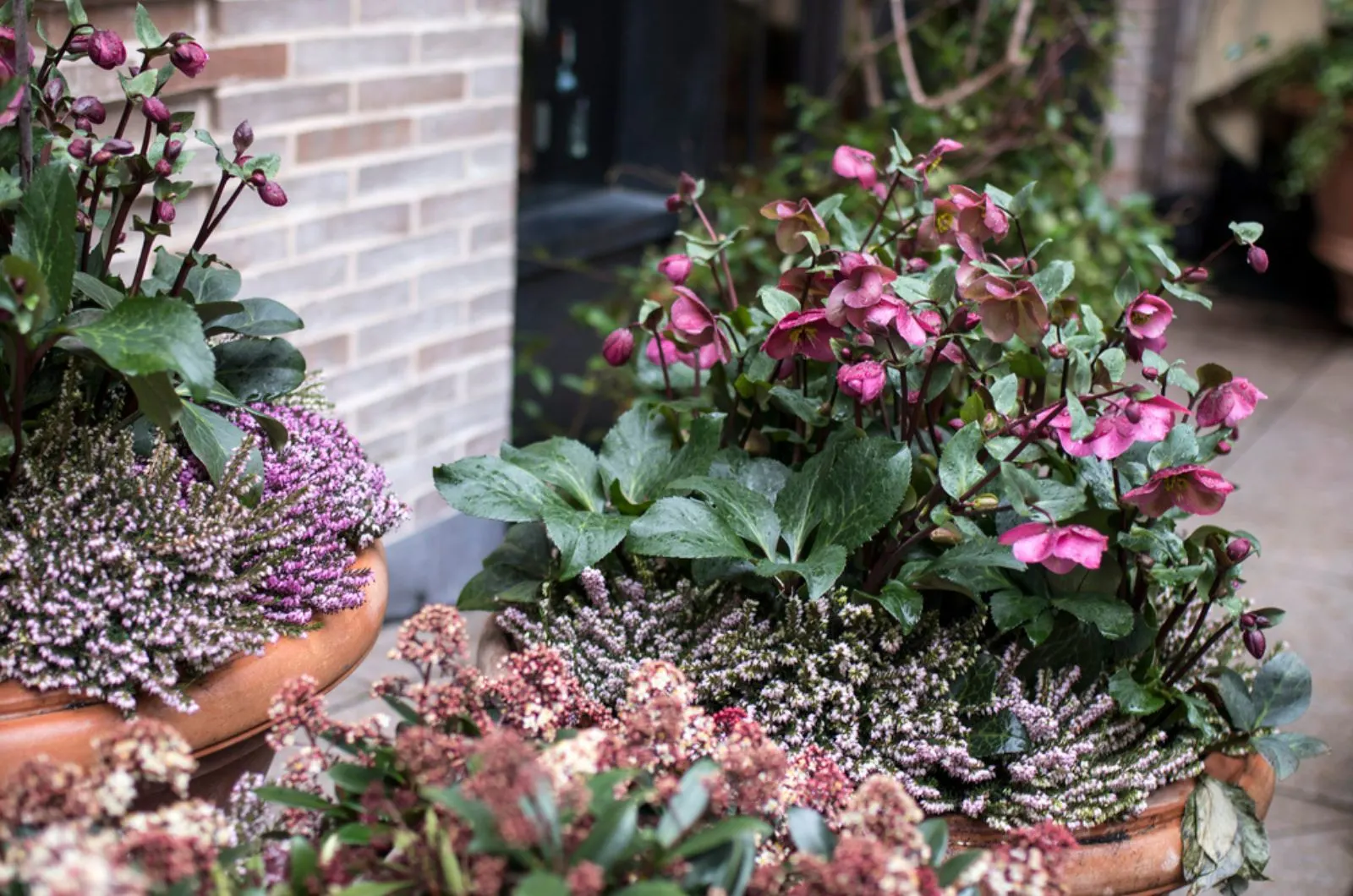 Where To Plant Hellebores For The Best Flower Display
