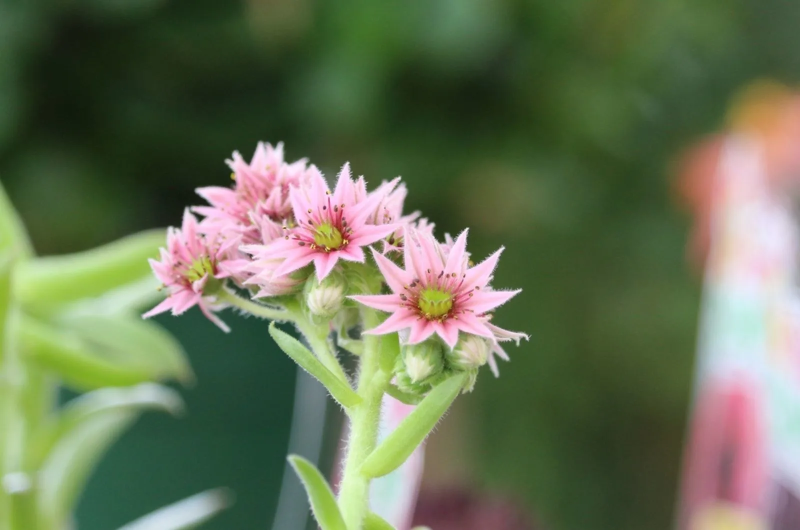 Exploring The Irresistible Charm Of Rose Succulents
