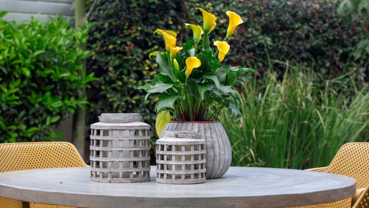 How Long Do Potted Calla Lily Flowers Last + Care Tips