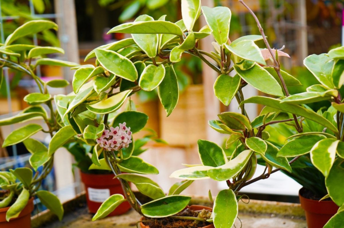 15 Houseplants With Impressively Long Lifespans