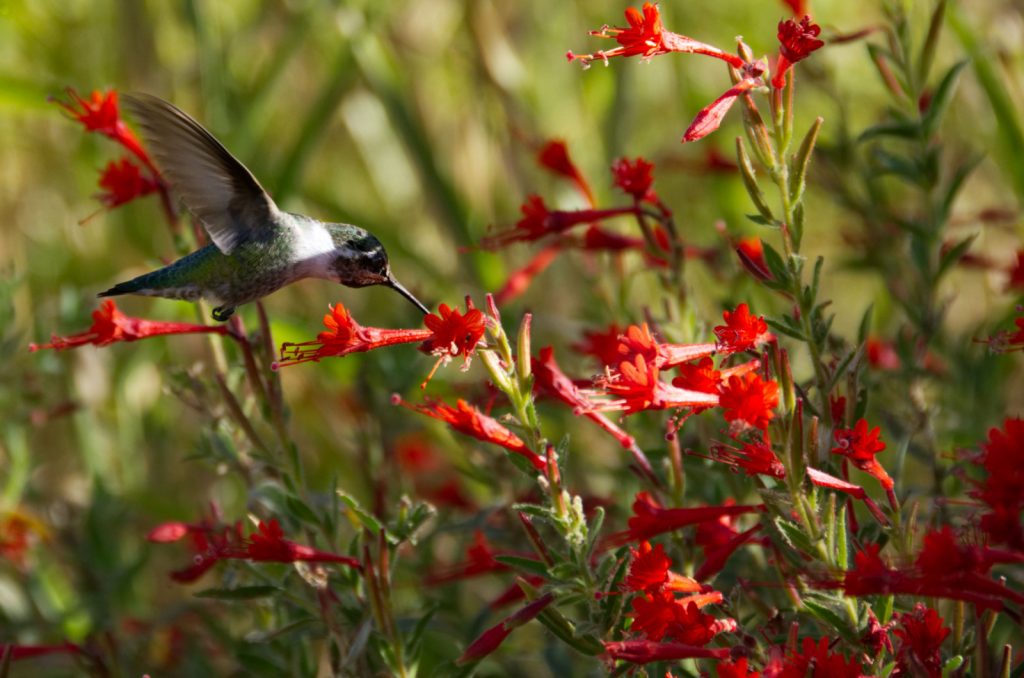 20 Nectar-Rich Native Plants For Attracting Hummingbirds