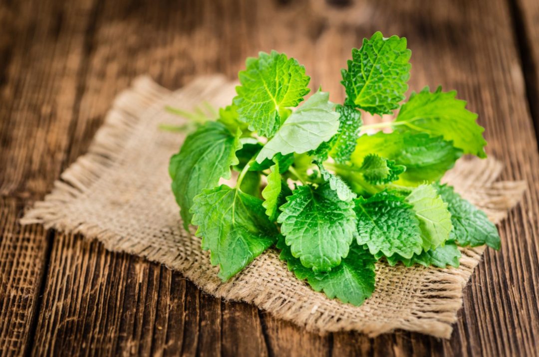 15 Best Herbs To Have In Your Kitchen