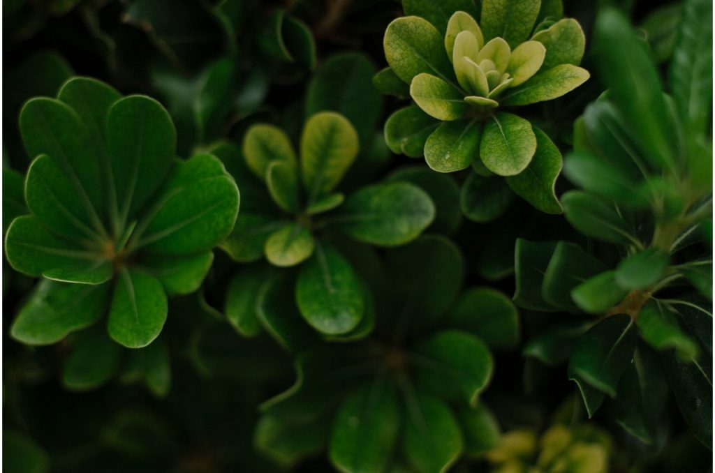 8 Simple Steps Of Growing Magnolia Trees From Seeds