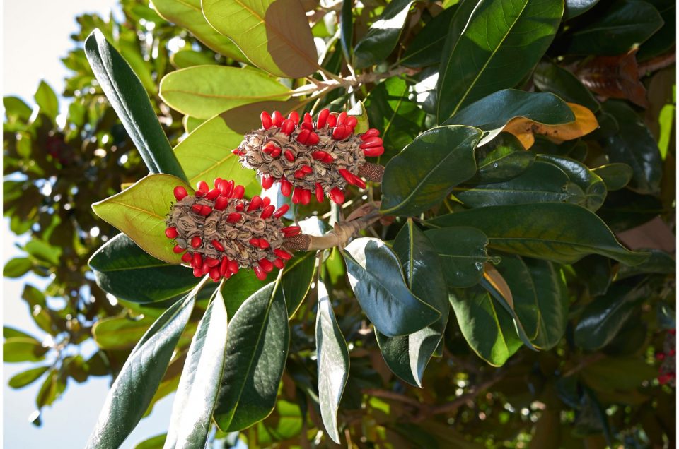 8 Simple Steps Of Growing Magnolia Trees From Seeds