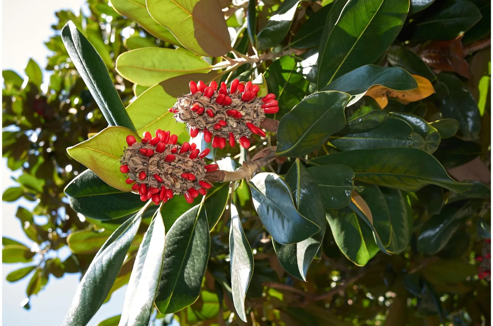 8 Simple Steps Of Growing Magnolia Trees From Seeds