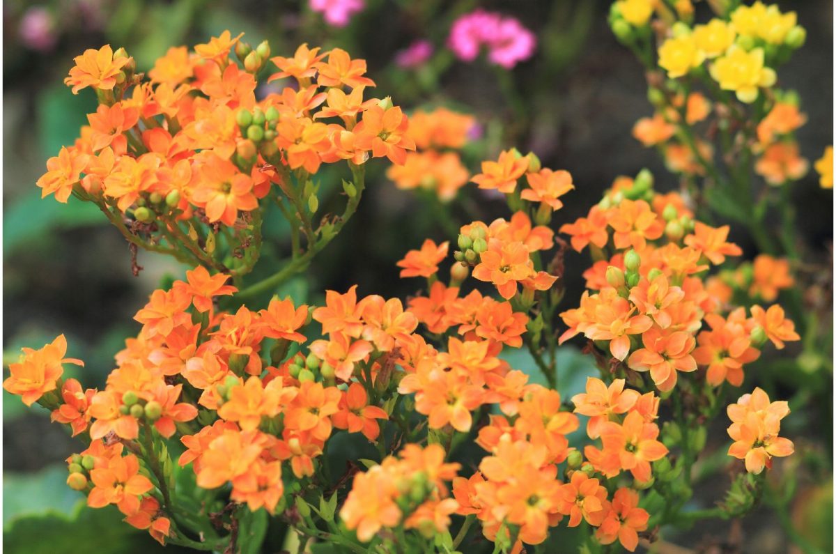 25 Best Flowers For Early Spring And A Gorgeous Display