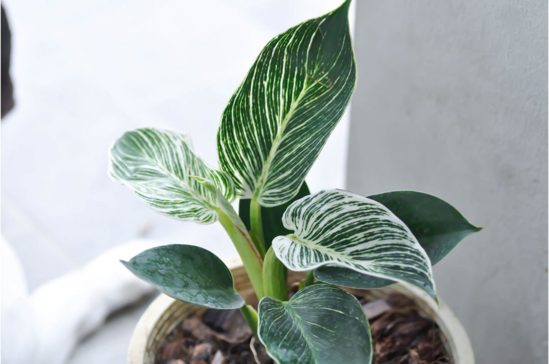 15 Houseplants With Impressively Long Lifespans