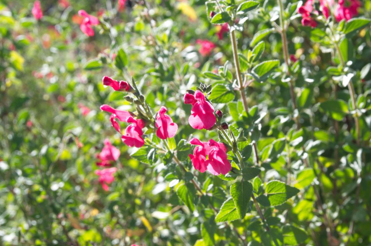 20 Nectar-Rich Native Plants For Attracting Hummingbirds