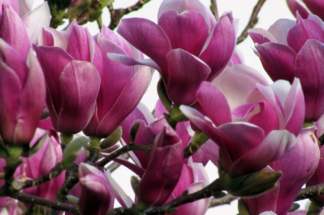 8 Simple Steps Of Growing Magnolia Trees From Seeds