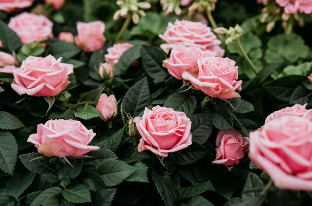 Plant Roses In Tomato Slices And Watch The Magic Happen!