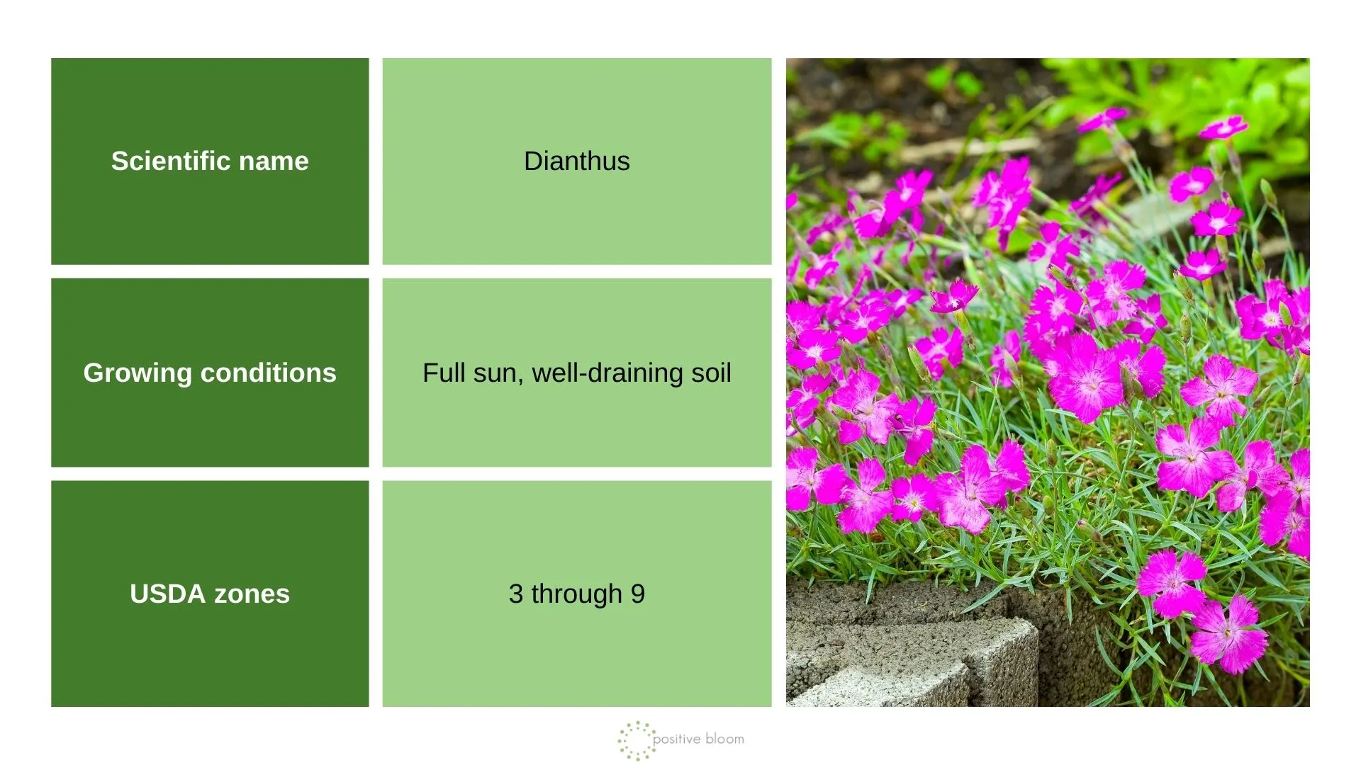 9 Spring-blooming Perennials To Grow For Early Blossoms In The Spring