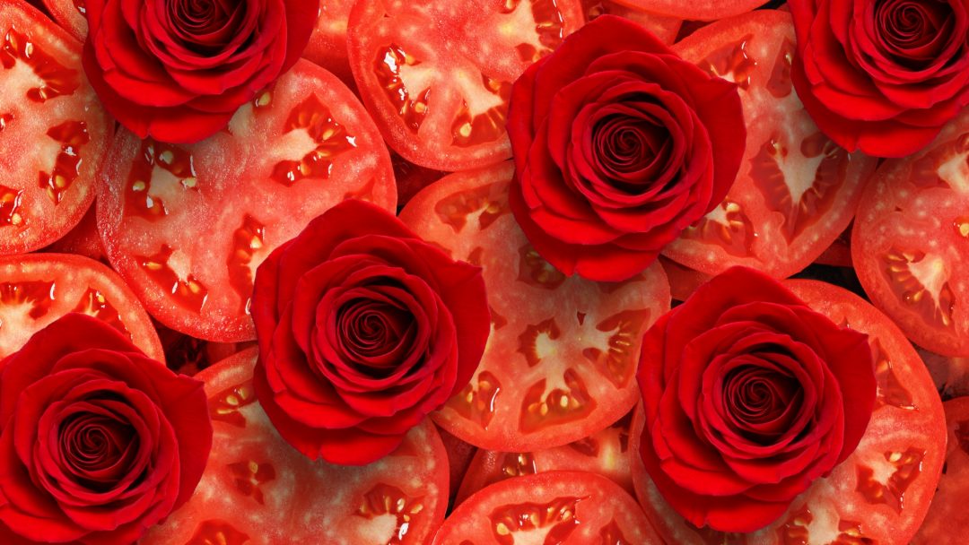 Plant Roses In Tomato Slices And Watch The Magic Happen!