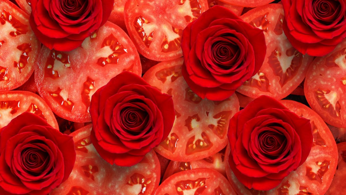 Plant Roses In Tomato Slices And Watch The Magic Happen!