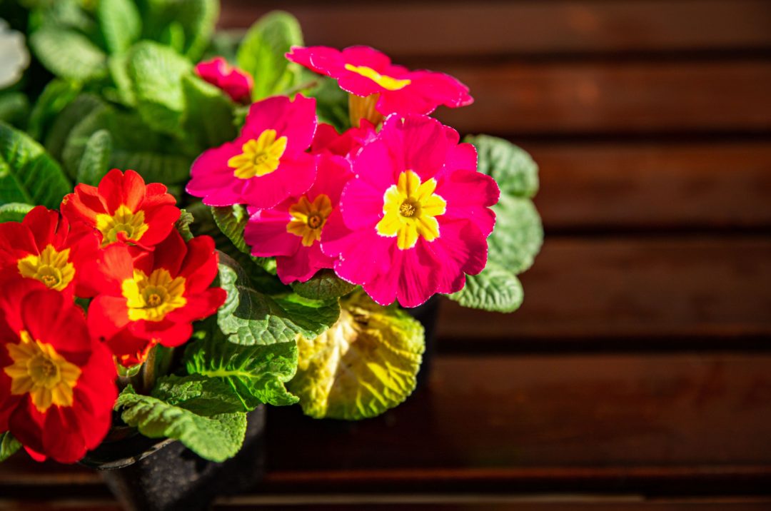 How To Plant And Grow Primrose Flowers