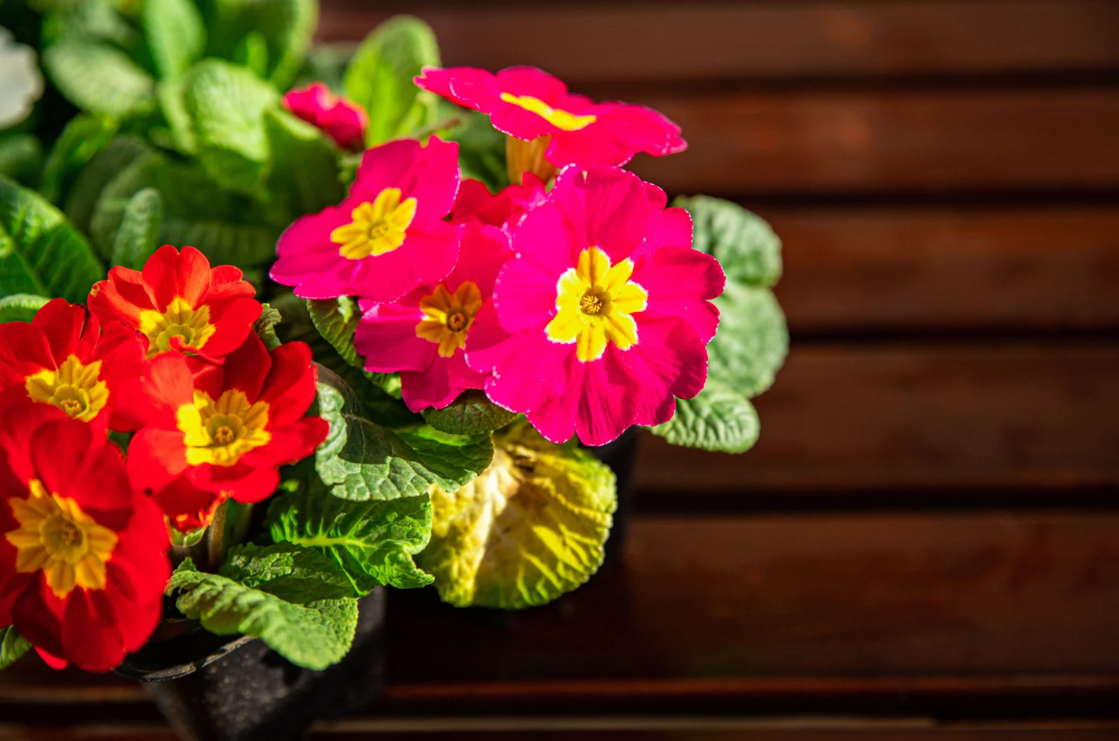 How To Plant And Grow Primrose Flowers