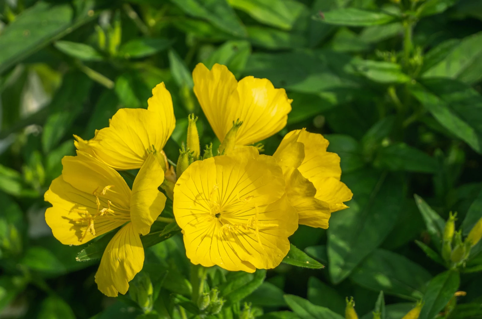 25 Gorgeous Flowering Plants That Bloom In Winter