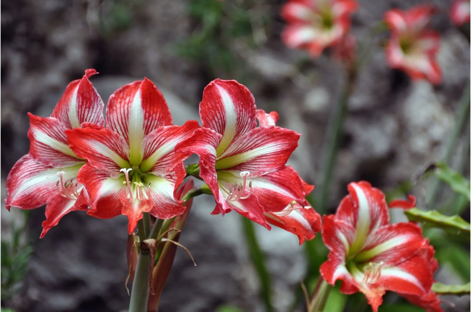 Why, When, And How To Cut Back Amaryllis Leaves