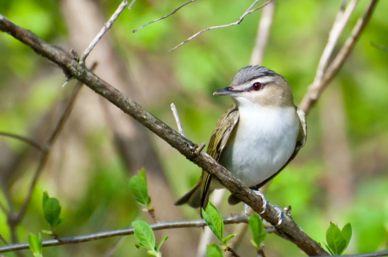 Attract These 16 Mosquito-Eating Birds To Your Garden