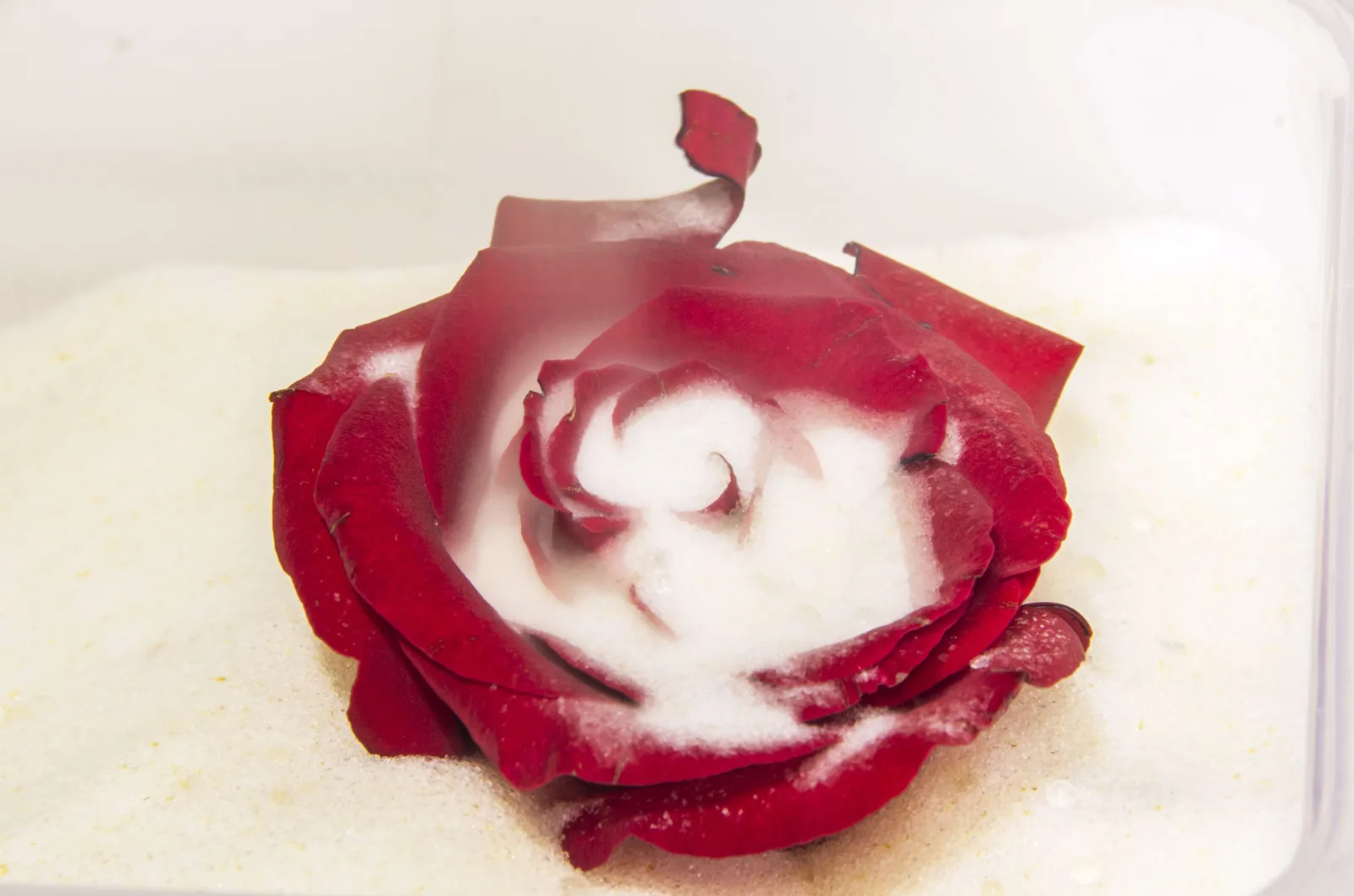 5 Ways To Preserve Roses You’ll Keep Forever