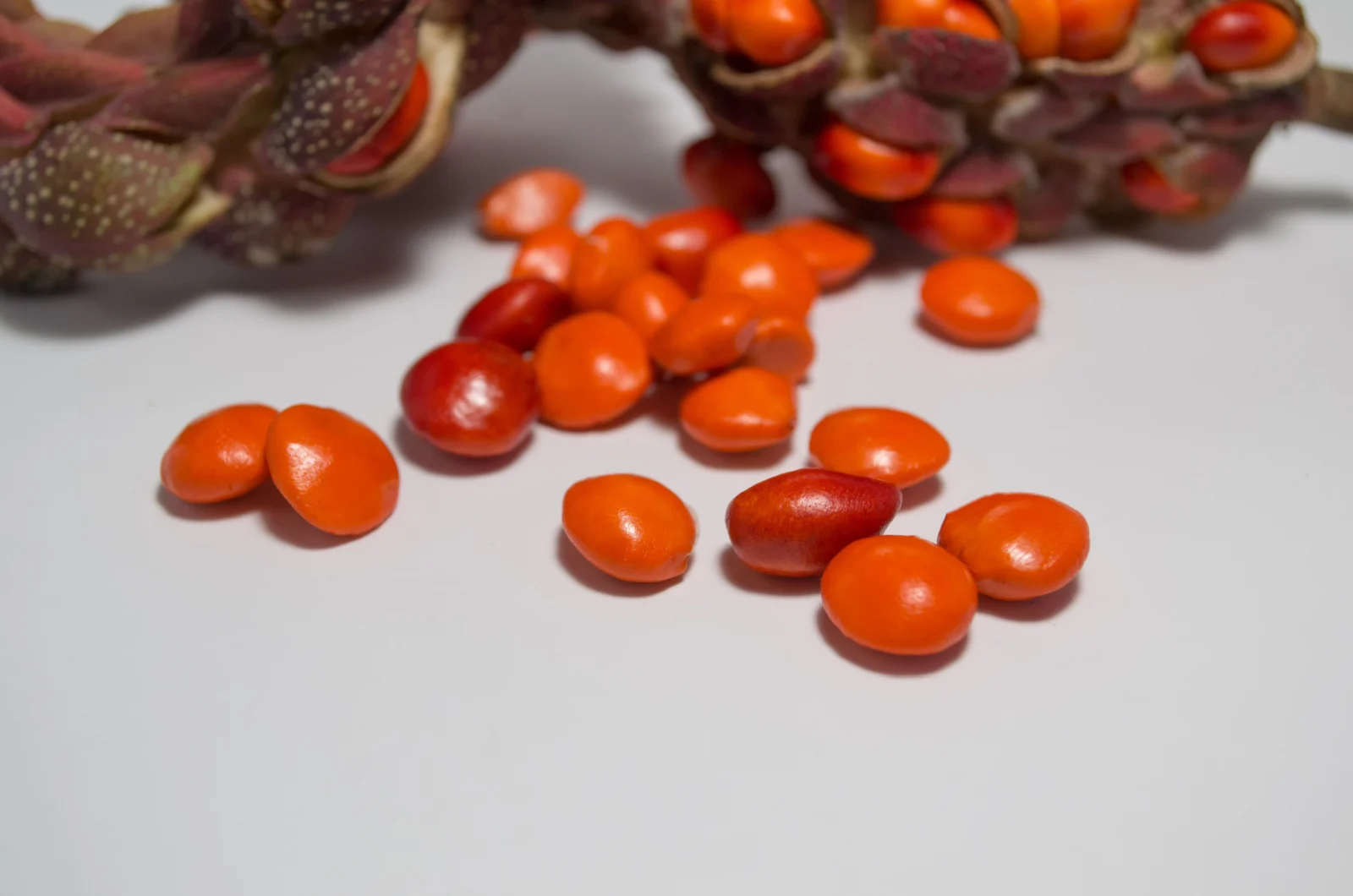 8 Simple Steps Of Growing Magnolia Trees From Seeds