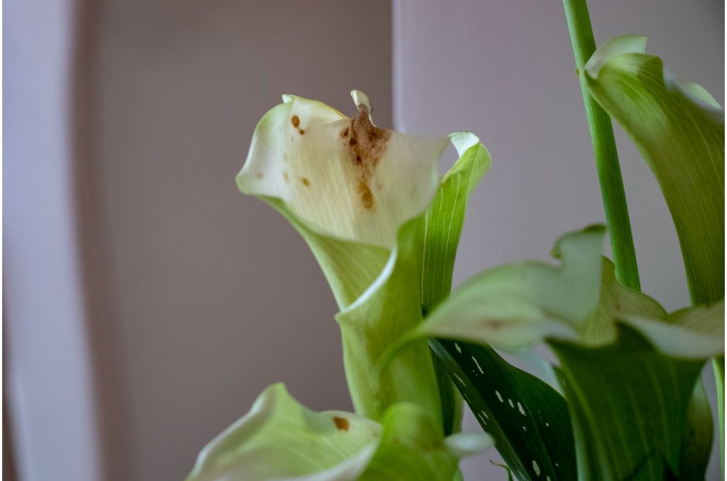 How Long Do Potted Calla Lily Flowers Last + Care Tips