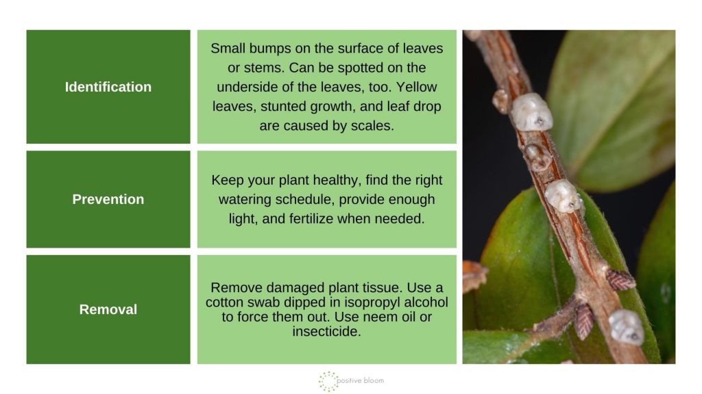 9 Christmas Cactus Pests To Look Out For