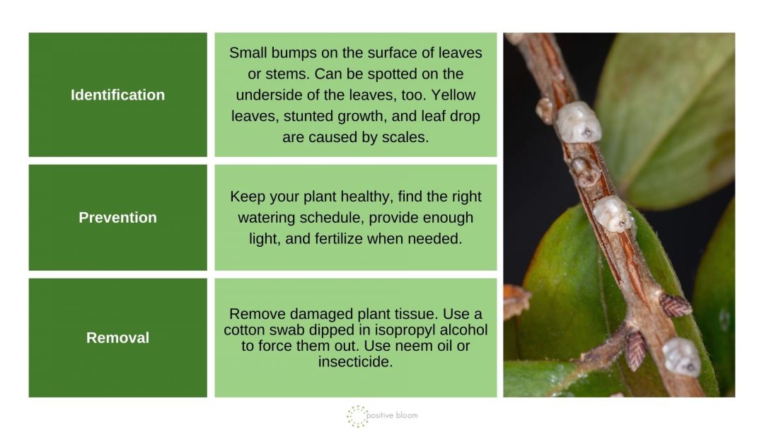 9 Christmas Cactus Pests To Look Out For