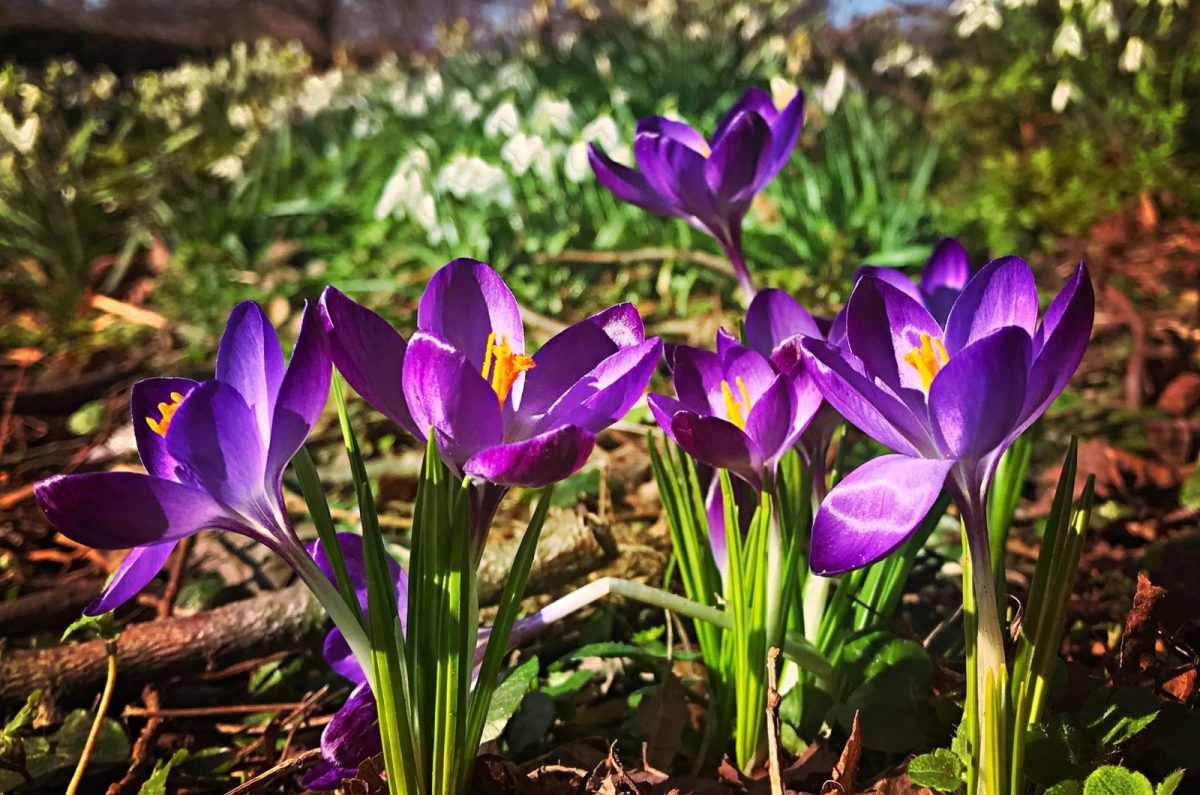 25 Best Flowers For Early Spring And A Gorgeous Display