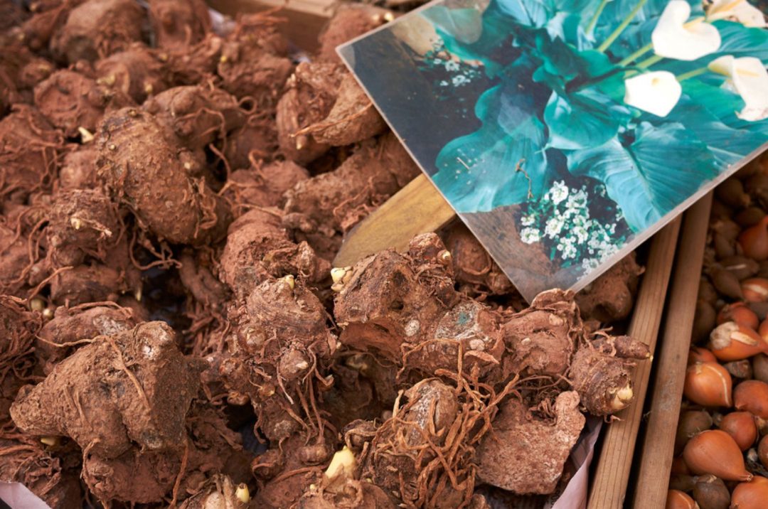 How Long Do Potted Calla Lily Flowers Last + Care Tips