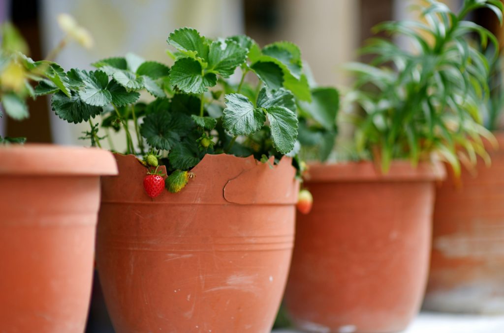 How To Grow Strawberries Indoors For Delicious Fruit Year-Round