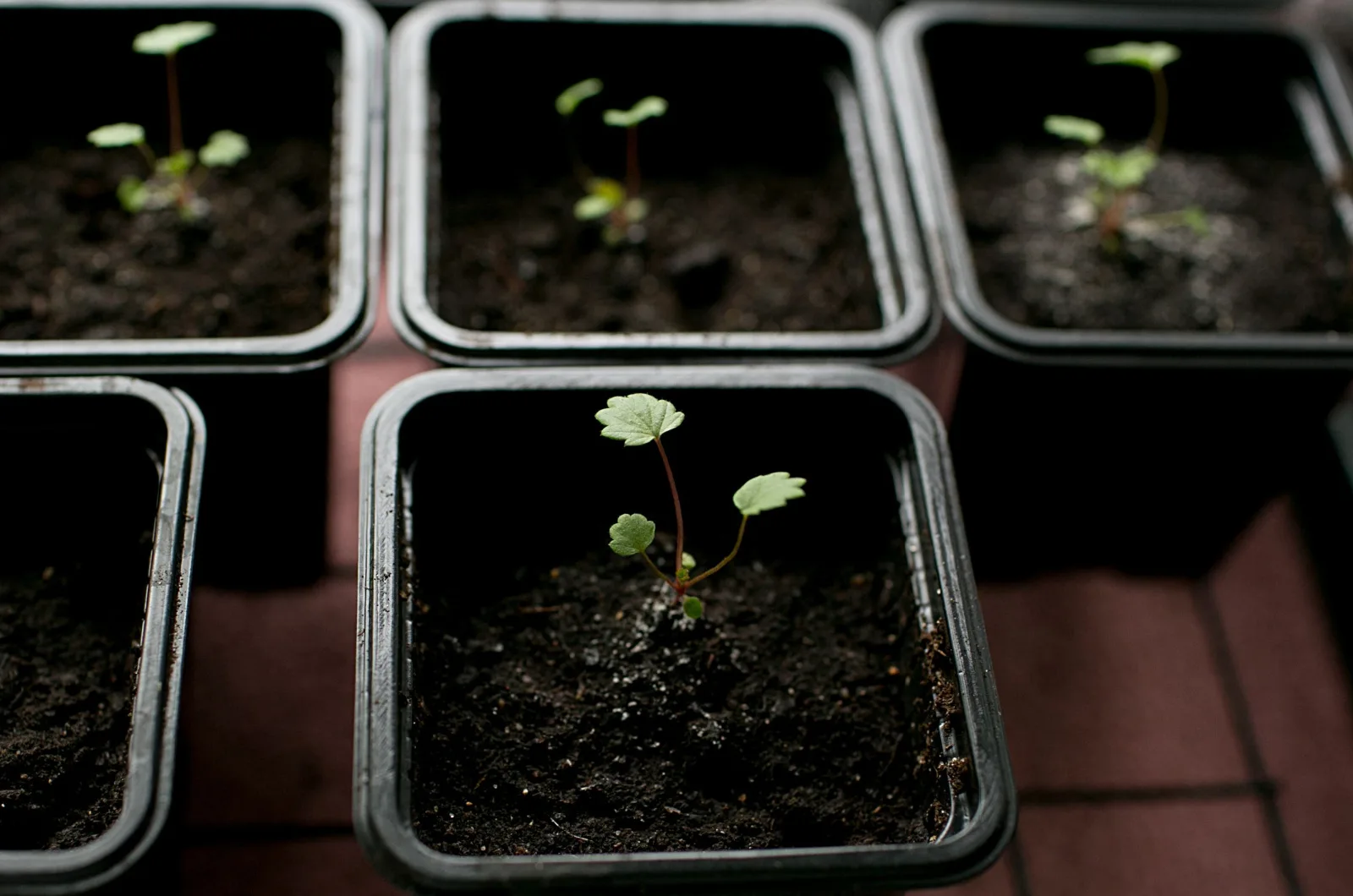 6 Steps For Growing Strawberries From Strawberries