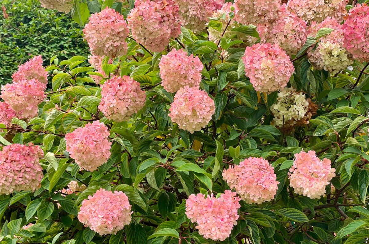 How To Grow And Care For Strawberry Vanilla Hydrangea