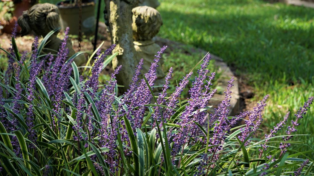 LAWN GRASSES - Positivebloom