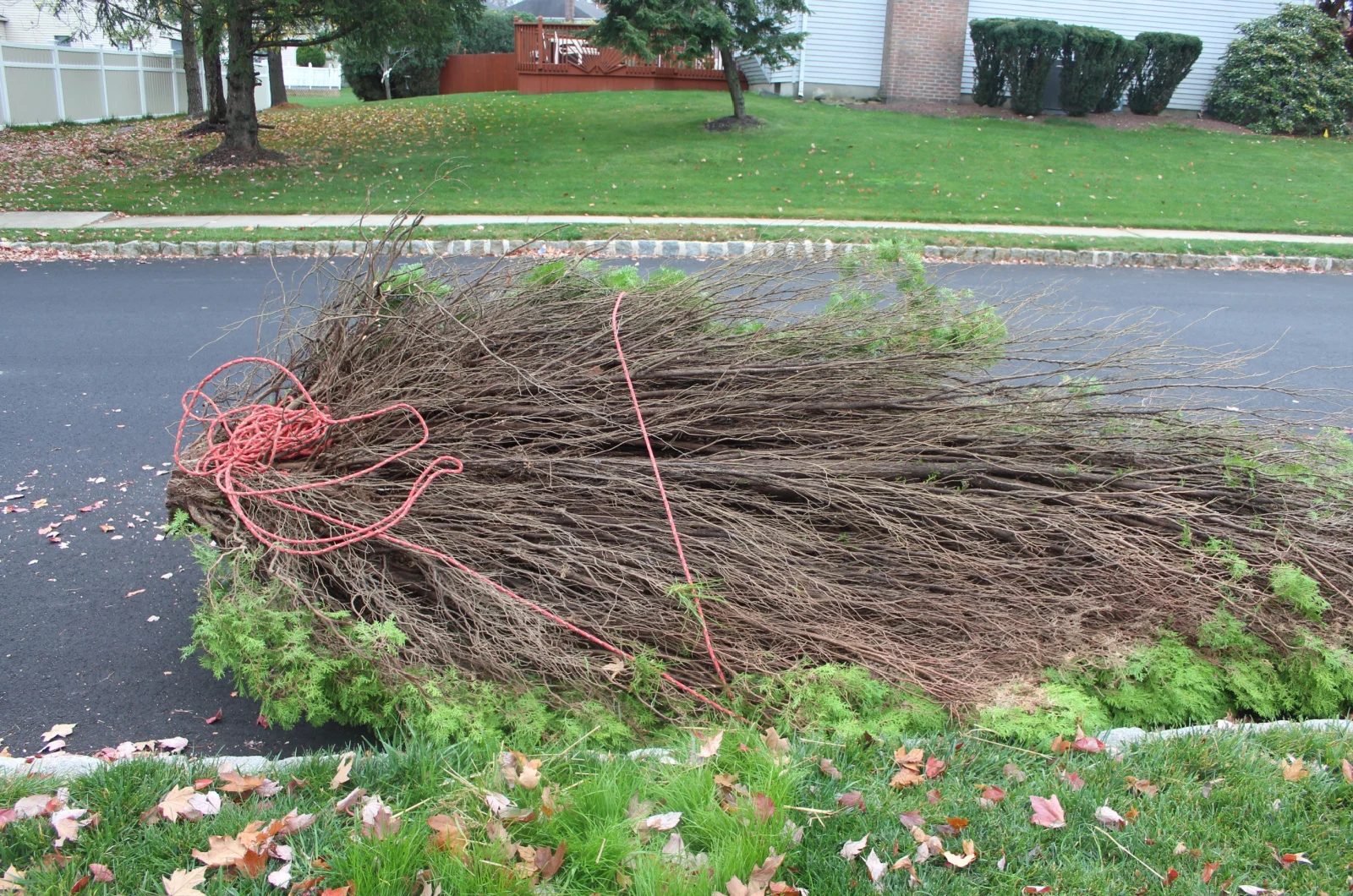 8 Steps Of Removing Invasive Shrubs From Your Garden