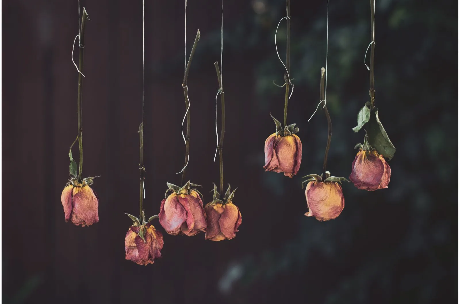 5 Ways To Preserve Roses You’ll Keep Forever