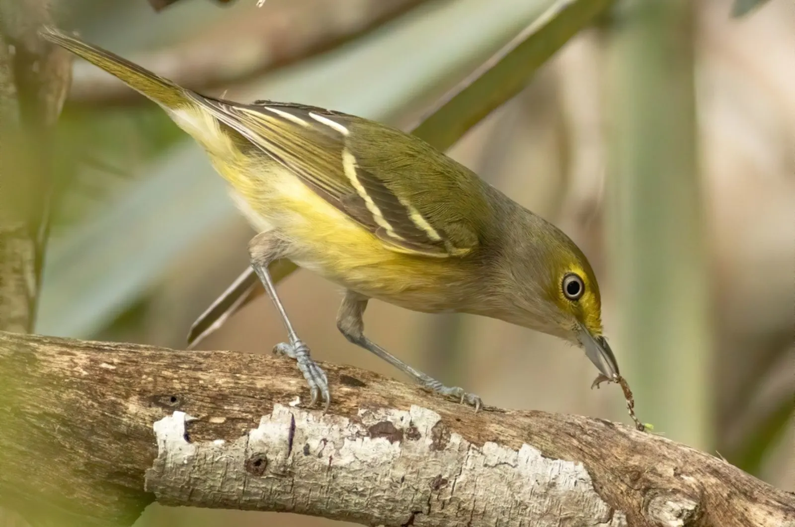 Attract These 16 Mosquito-Eating Birds To Your Garden