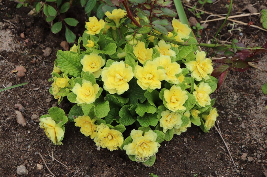 How To Plant And Grow Primrose Flowers