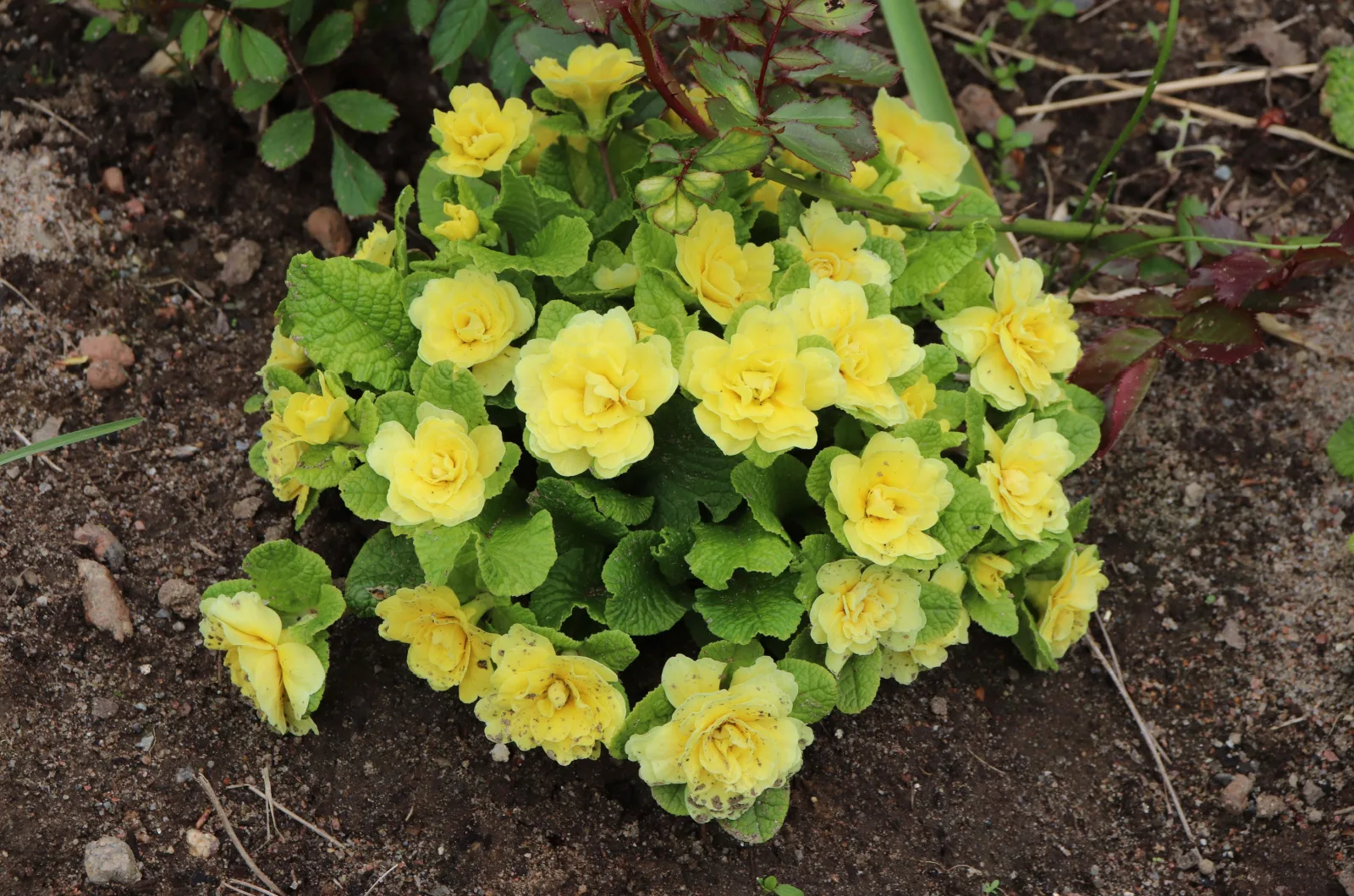 How To Plant And Grow Primrose Flowers