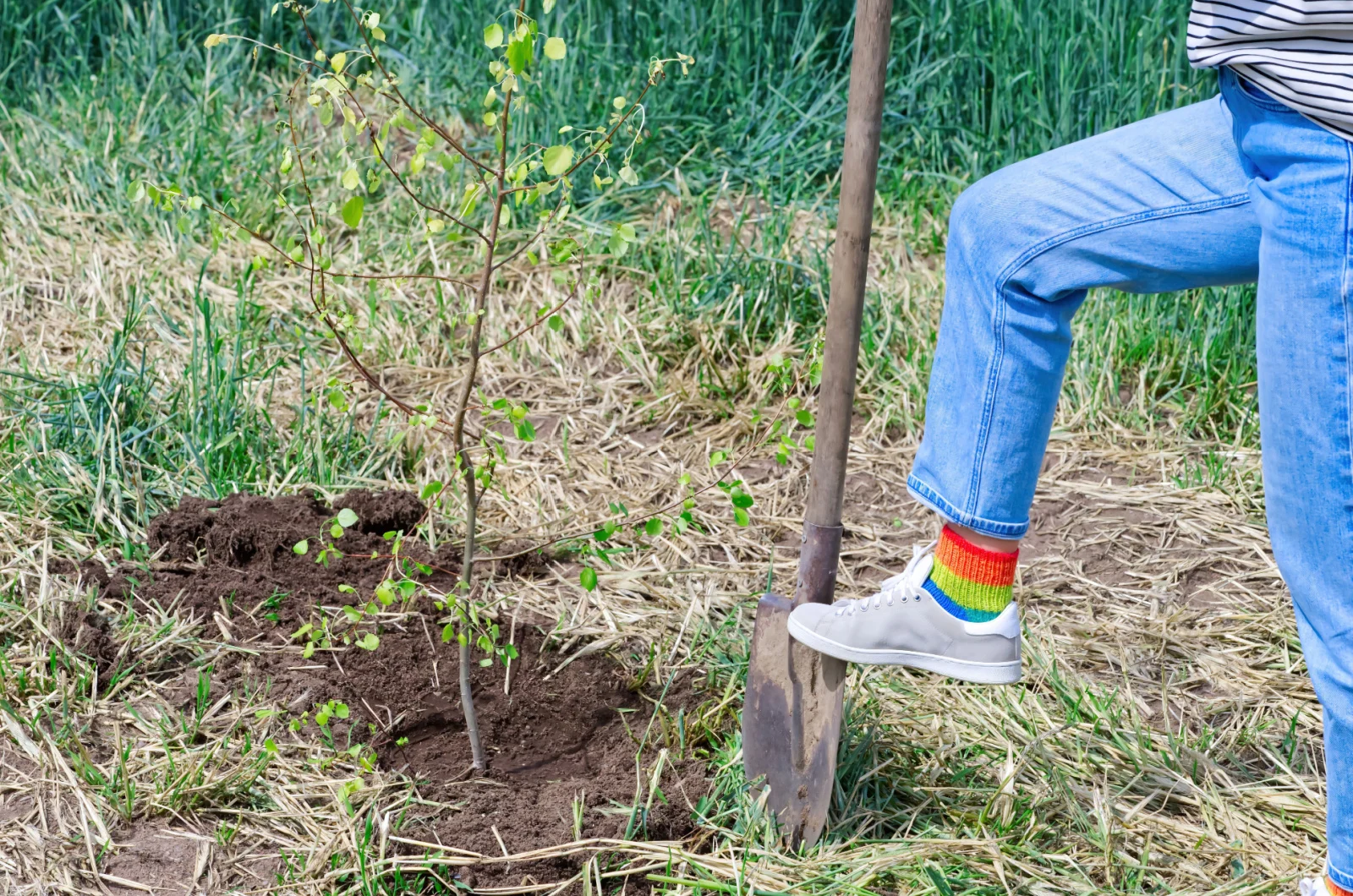 8 Steps Of Removing Invasive Shrubs From Your Garden