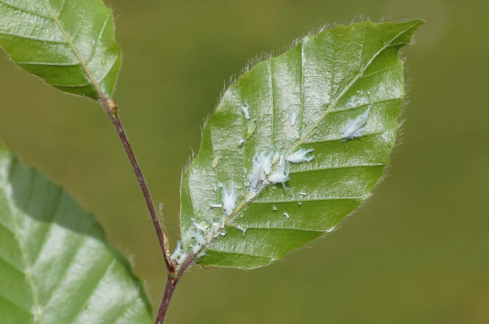Grow Your Own Tea Leaves At Home With Camellia Sinensis